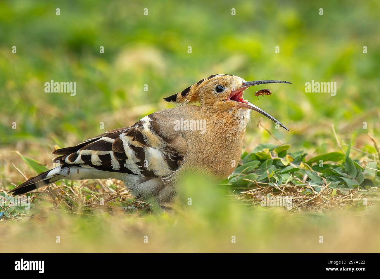 Hoopoe bird hi-res stock photography and images - Alamy