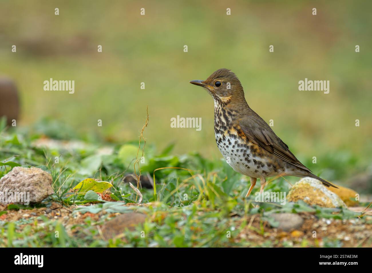 Japanese thrush female on the ground in Taiwan Stock Photo - Alamy
