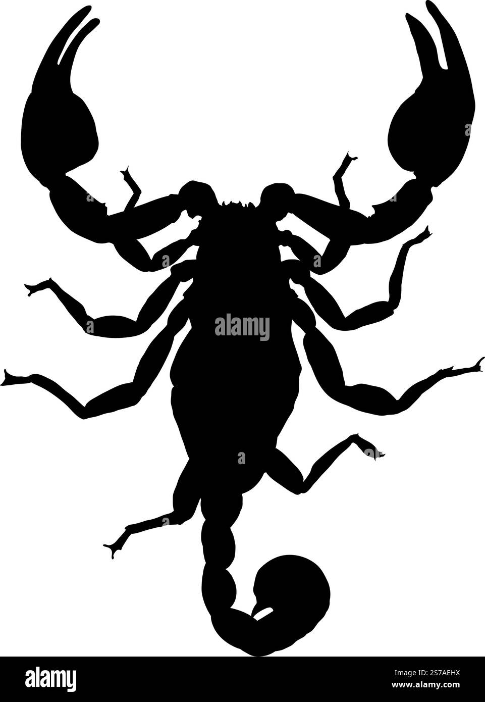 scorpion silhouette - vector illustration Stock Vector Image & Art - Alamy