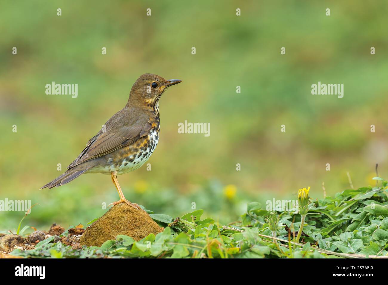 Japanese thrush female on the ground in Taiwan Stock Photo - Alamy