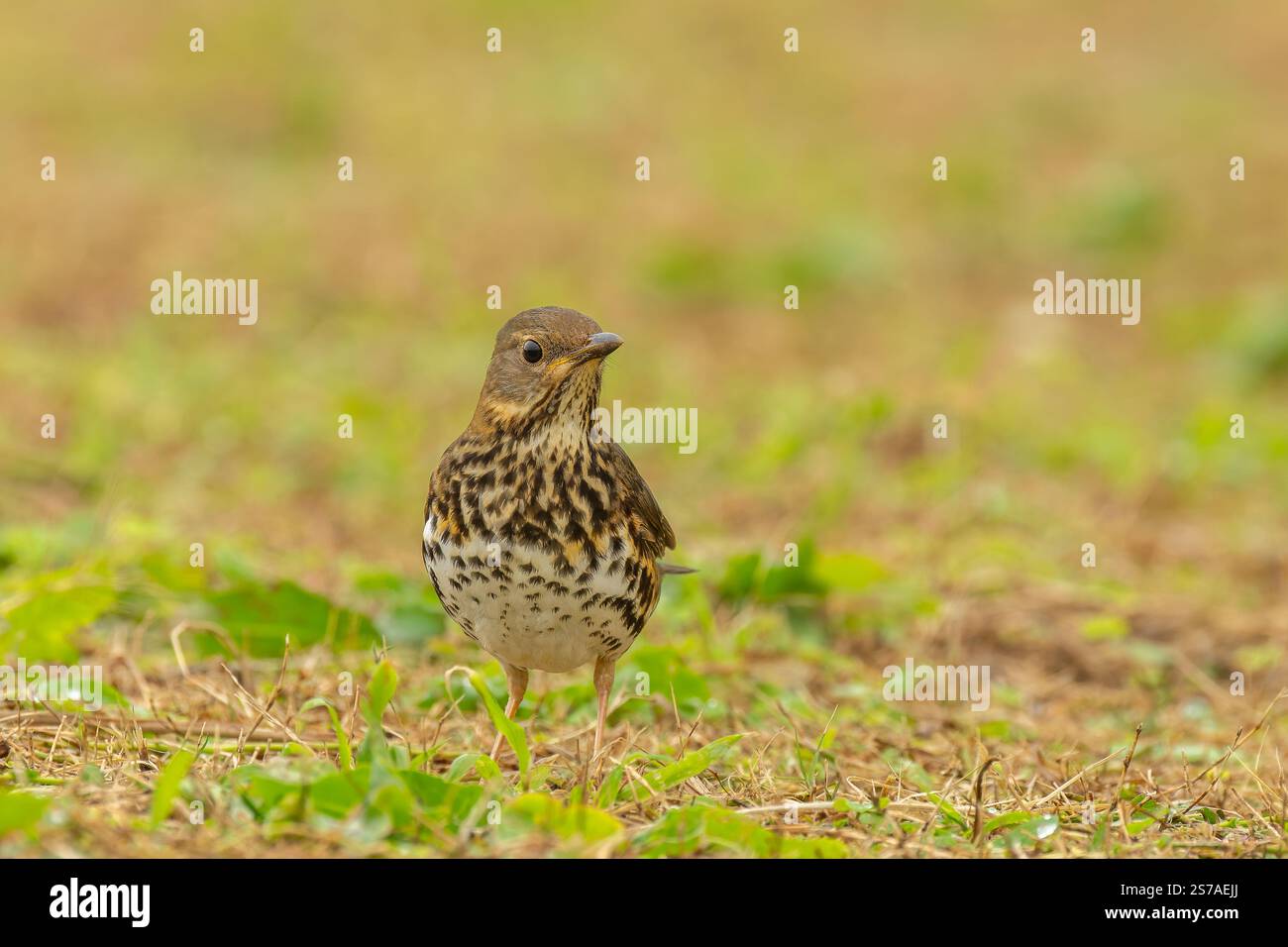 Japanese thrush female on the ground in Taiwan Stock Photo - Alamy