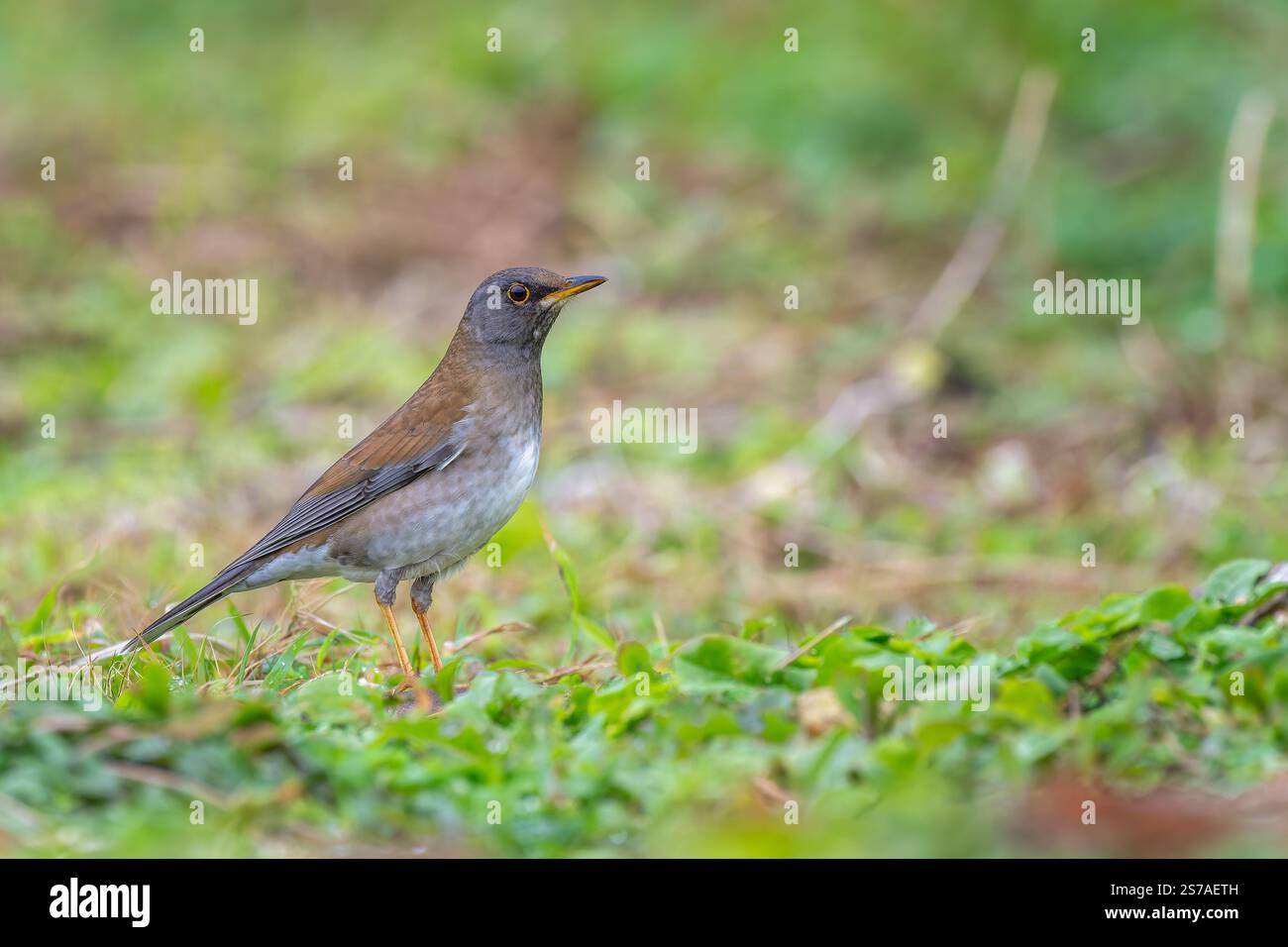 Pale thrush (Turdus pallidus) sitting on the ground in Taiwan Stock Photo - Alamy