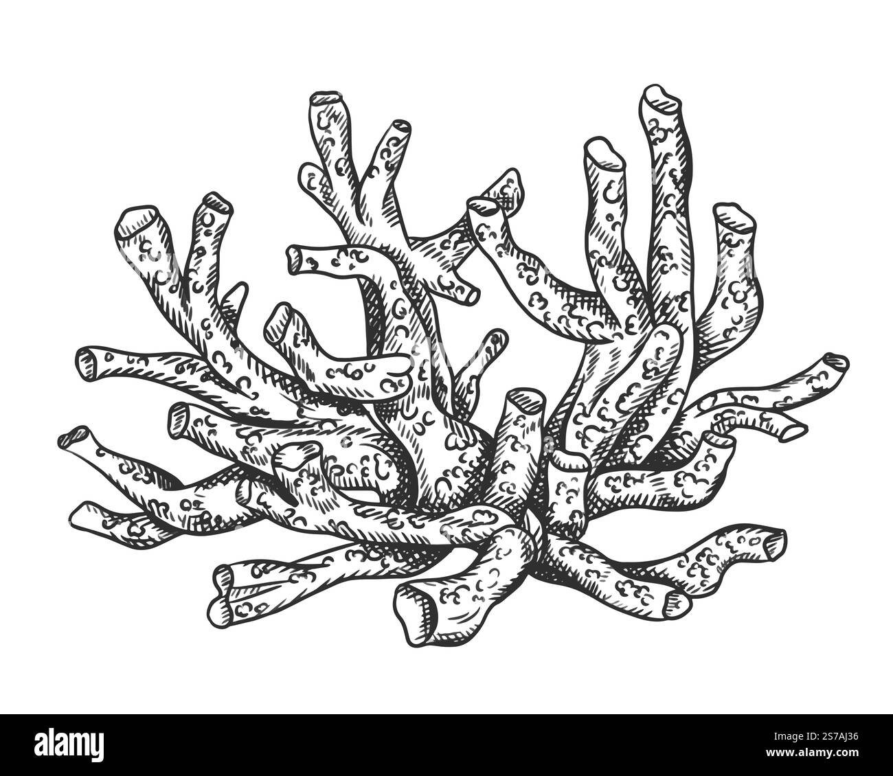 Vector illustration of sea and ocean coral plant. Isolated object on a ...