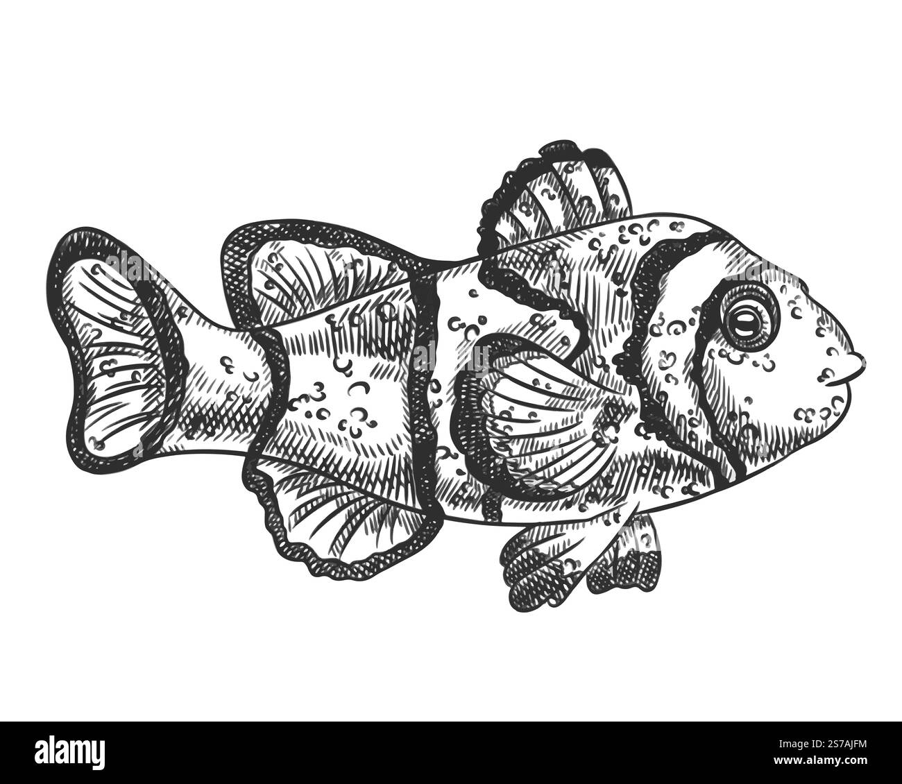 Vector illustration of clown sea fish. A tropical underwater animal ...