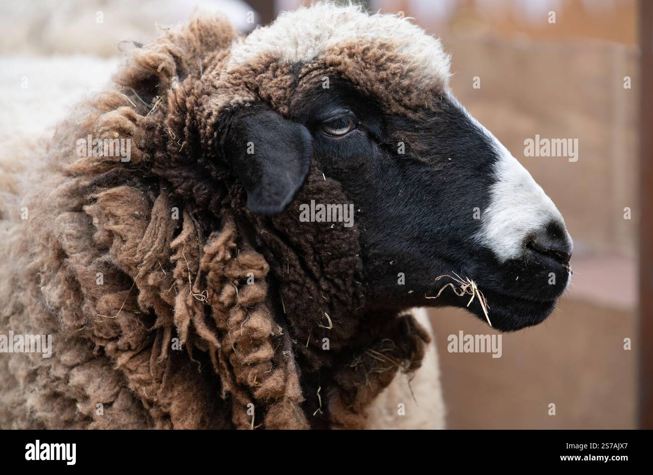 Portrait of a brown sheep covering you with its fur. The sheep has a black and white spotted ...