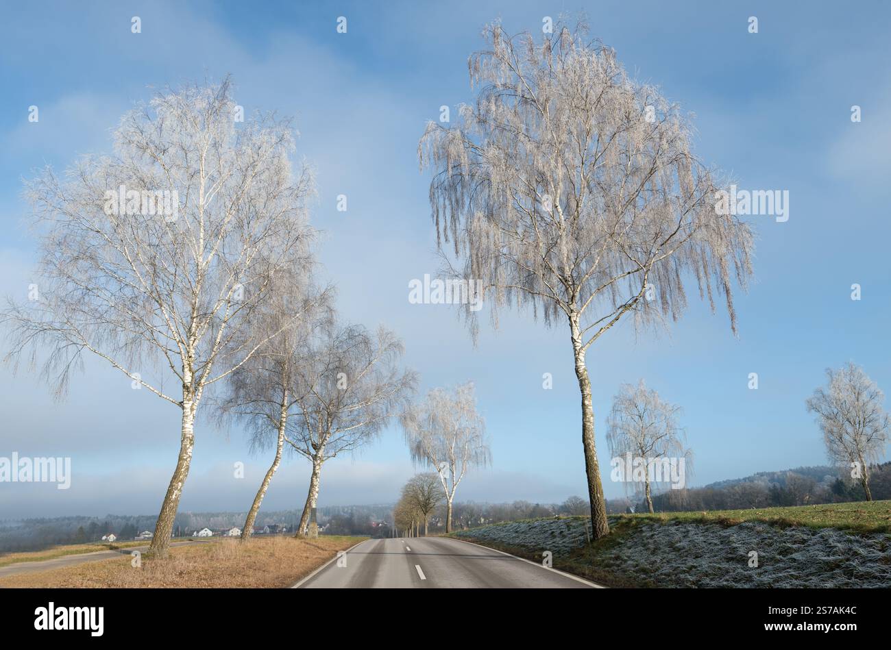 A road lined with birch trees in winter. The trees are covered in frost ...