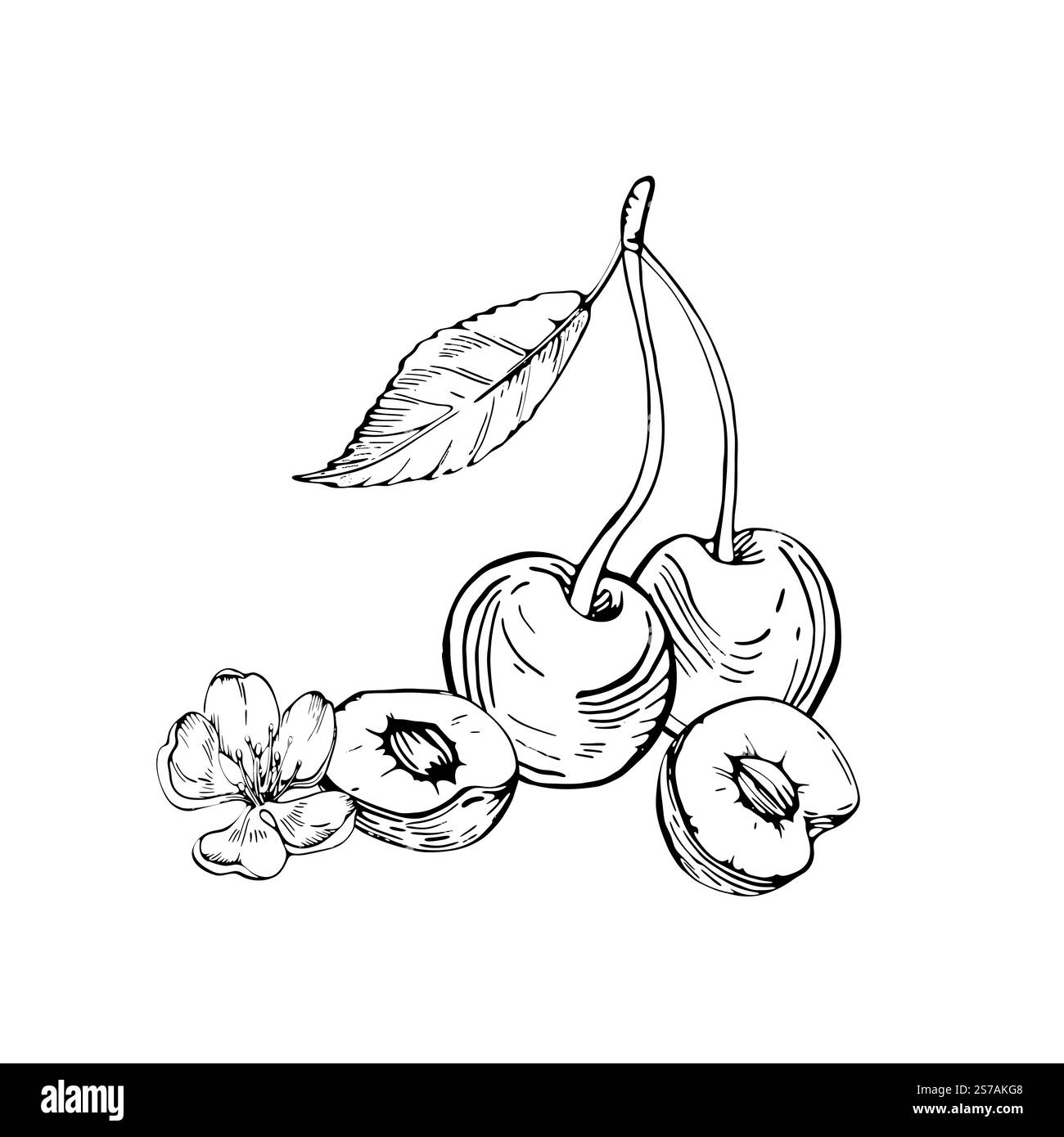 Cherry set of vector black and white illustrations hand drawn with ink ...