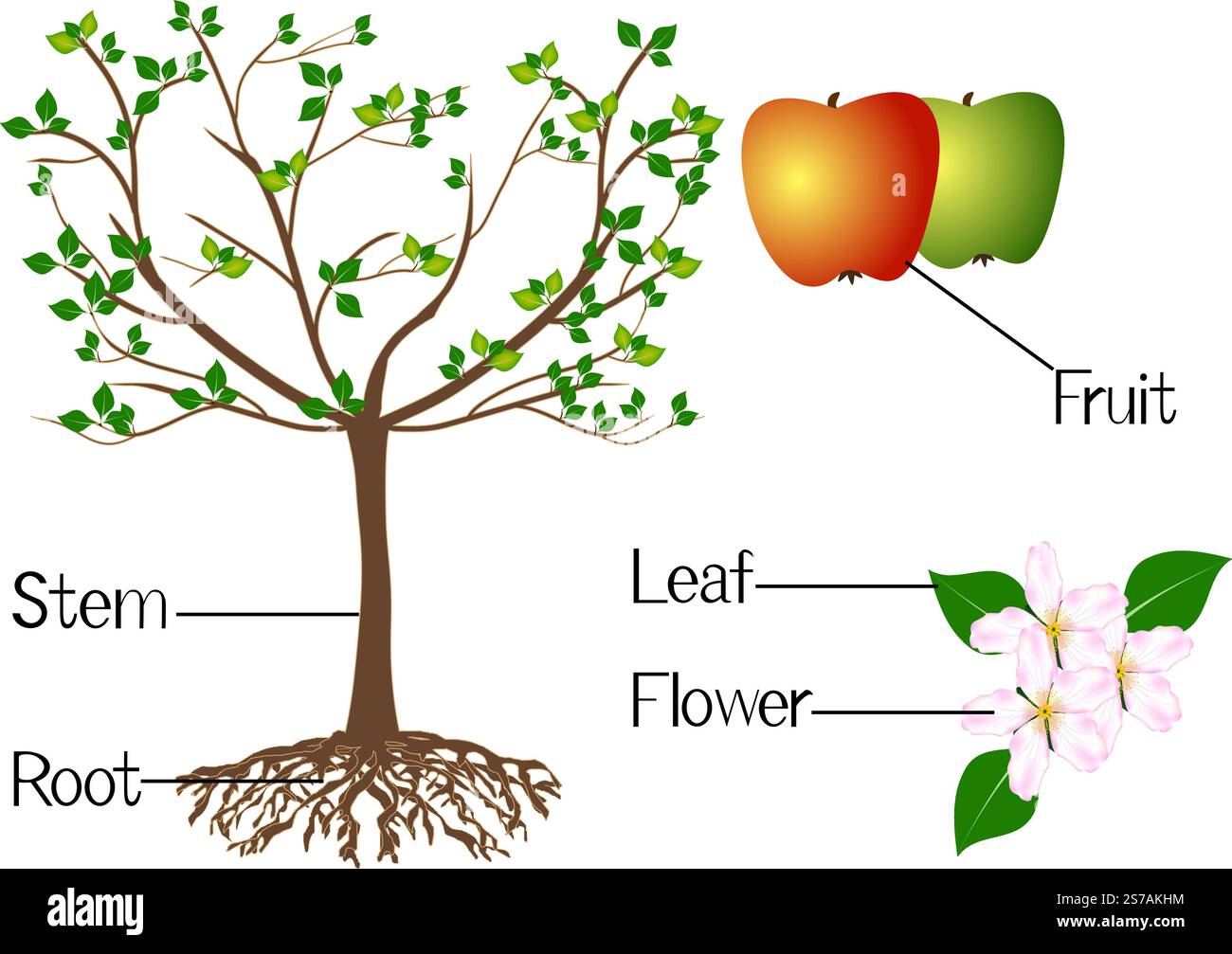 The illustration shows part of the apple plants Stock Vector Image ...