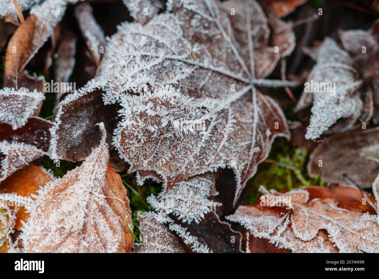 Ice crystals form on brown fallen leaves in frosty cold weather and icy ...
