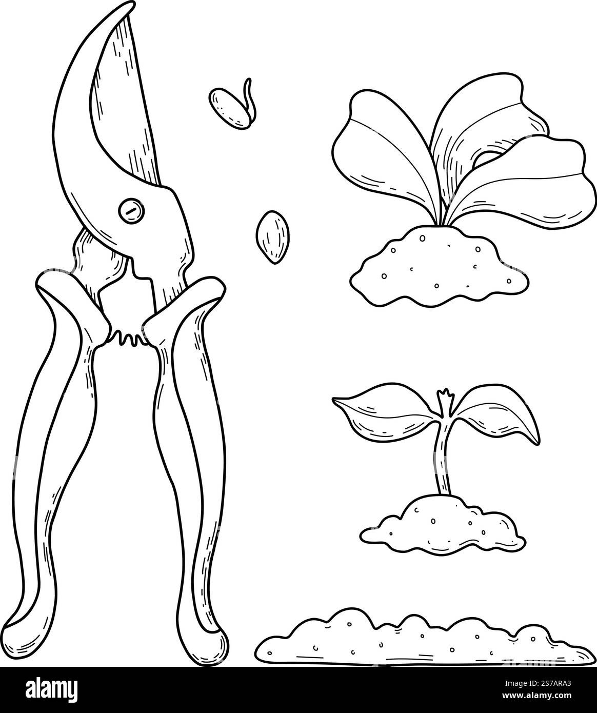 Vector illustration of different stages of growing plants. Suitable for ...