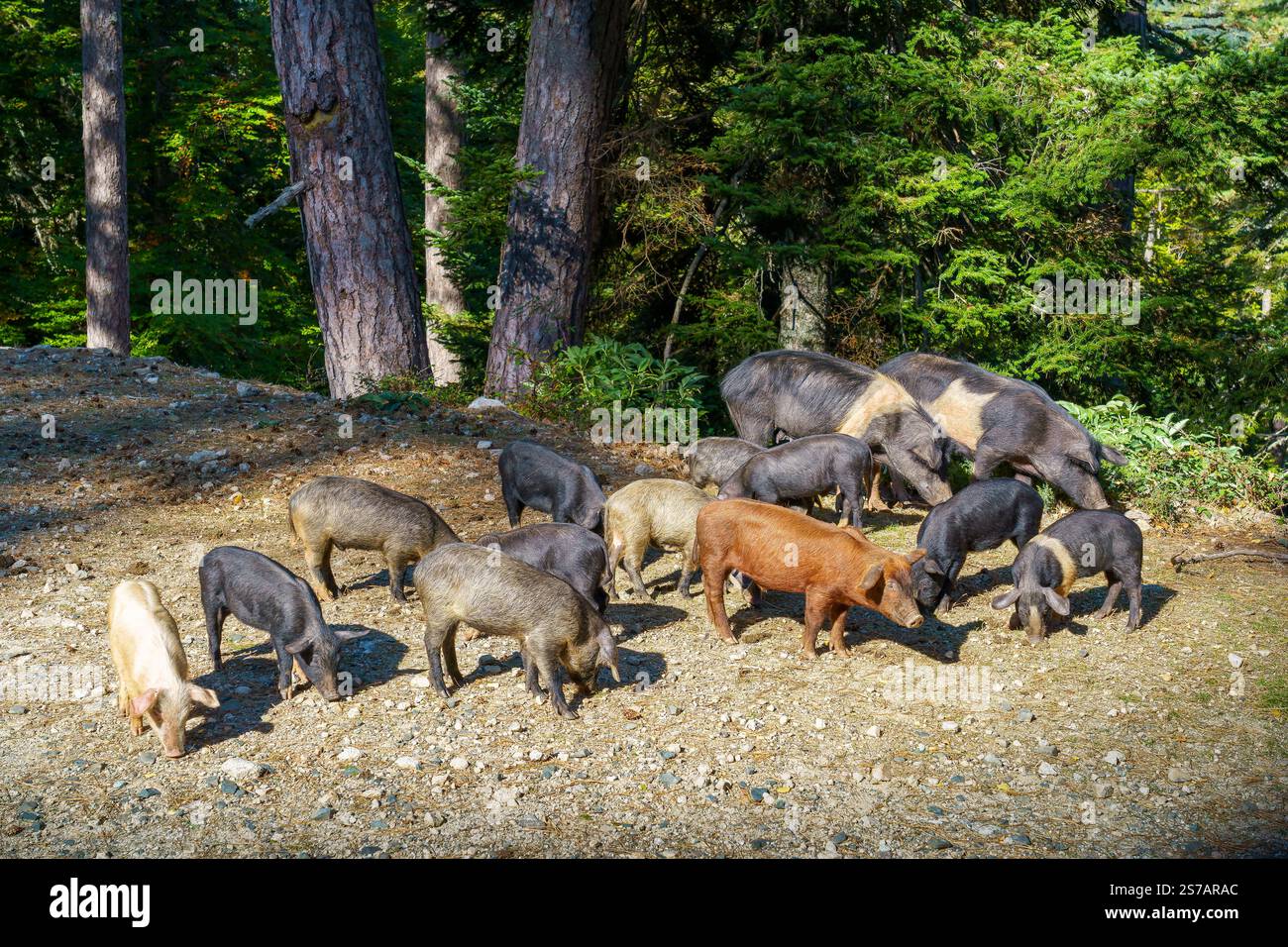 Family pigs in the Forest d'Aitone, Corsica island, France Stock Photo ...