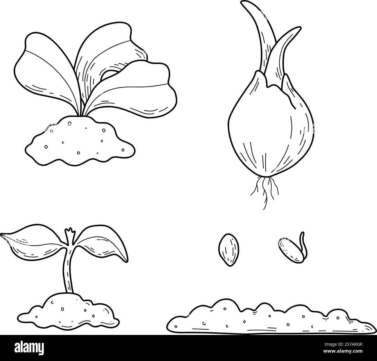 Vector illustration of different stages of growing plants. Suitable for ...