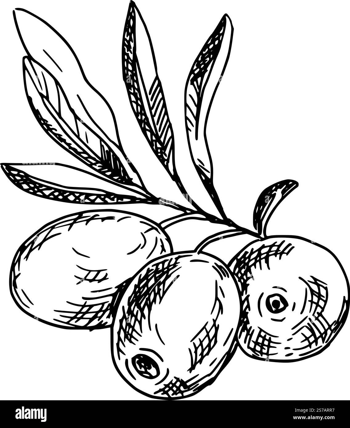 Olive Branch isolated on white background. Hand drawn Vector illustration in outline style ...