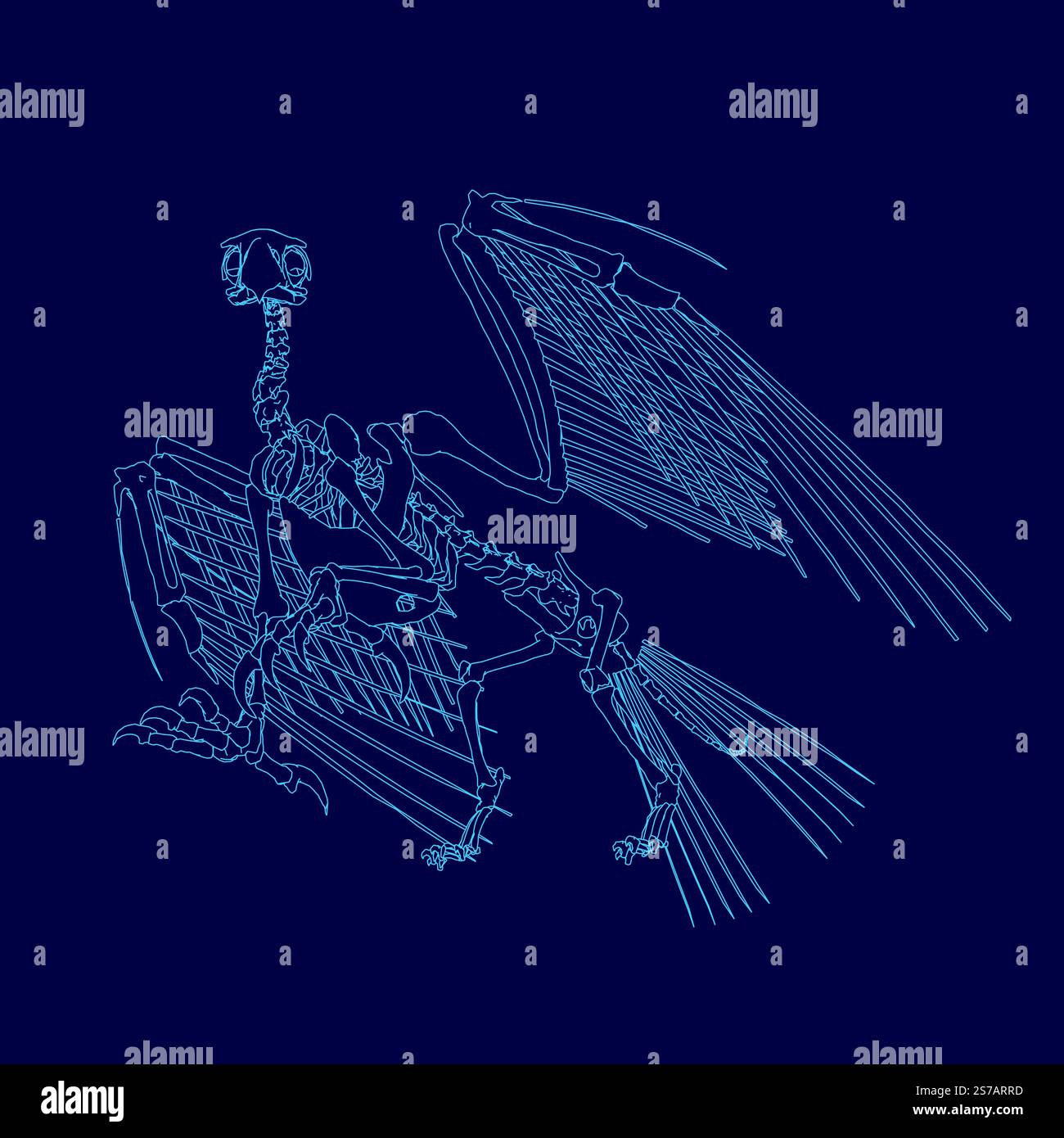 Blue drawing of a skeleton bird with a skull on its head. The skeleton ...
