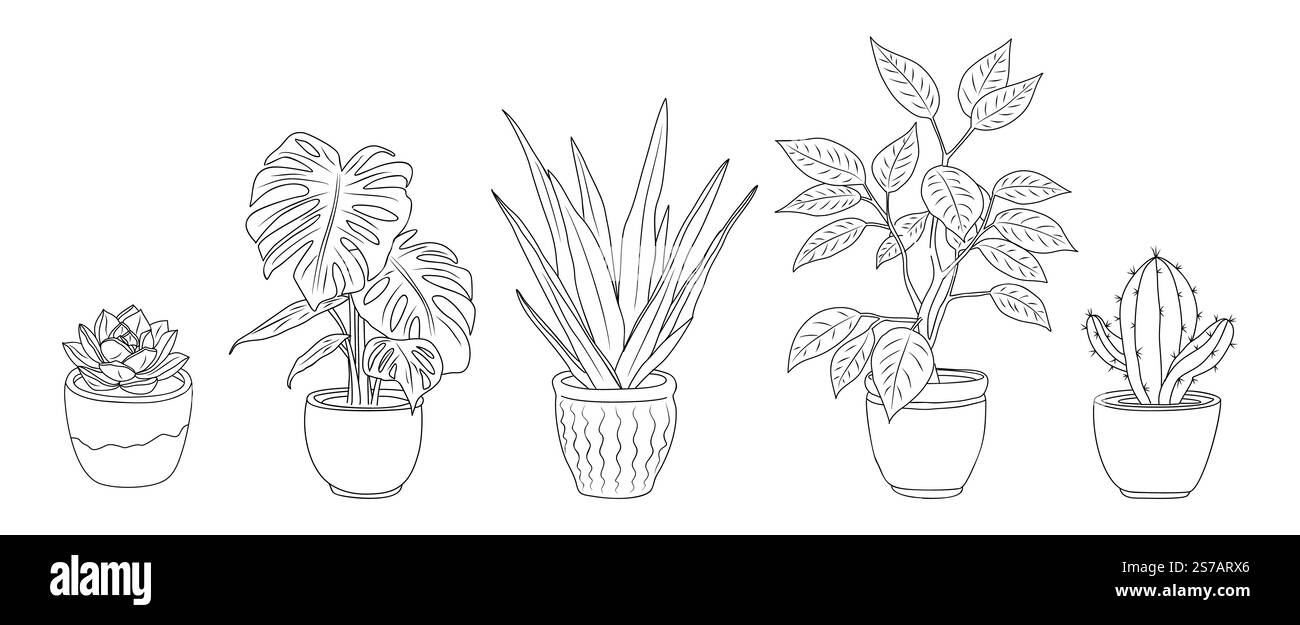 Set of different house plants line art drawings Stock Vector Image ...