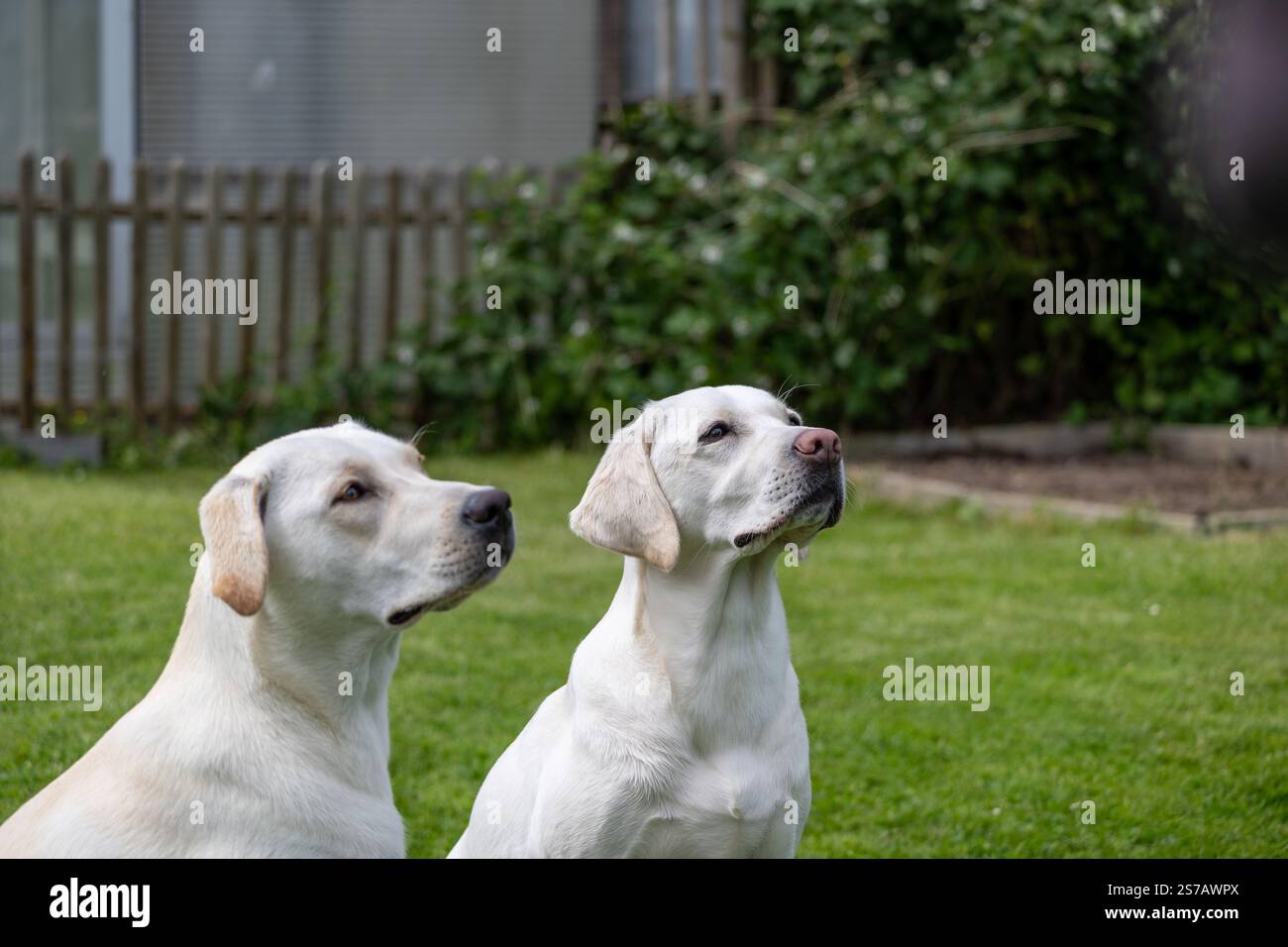 White labradors hi-res stock photography and images - Alamy