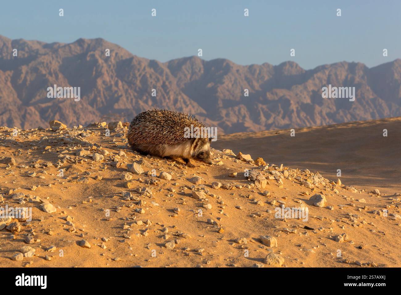Desert Hedgehog (Paraechinus aethiopicus Stock Photo - Alamy