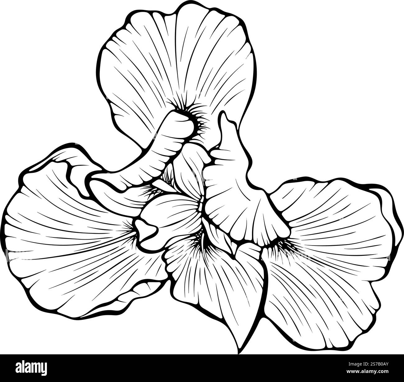 Iris flower top view line Stock Vector Image & Art - Alamy