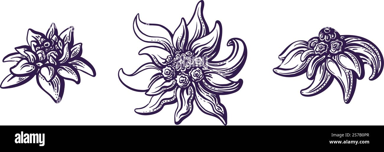 Pollen core Stock Vector Images - Alamy