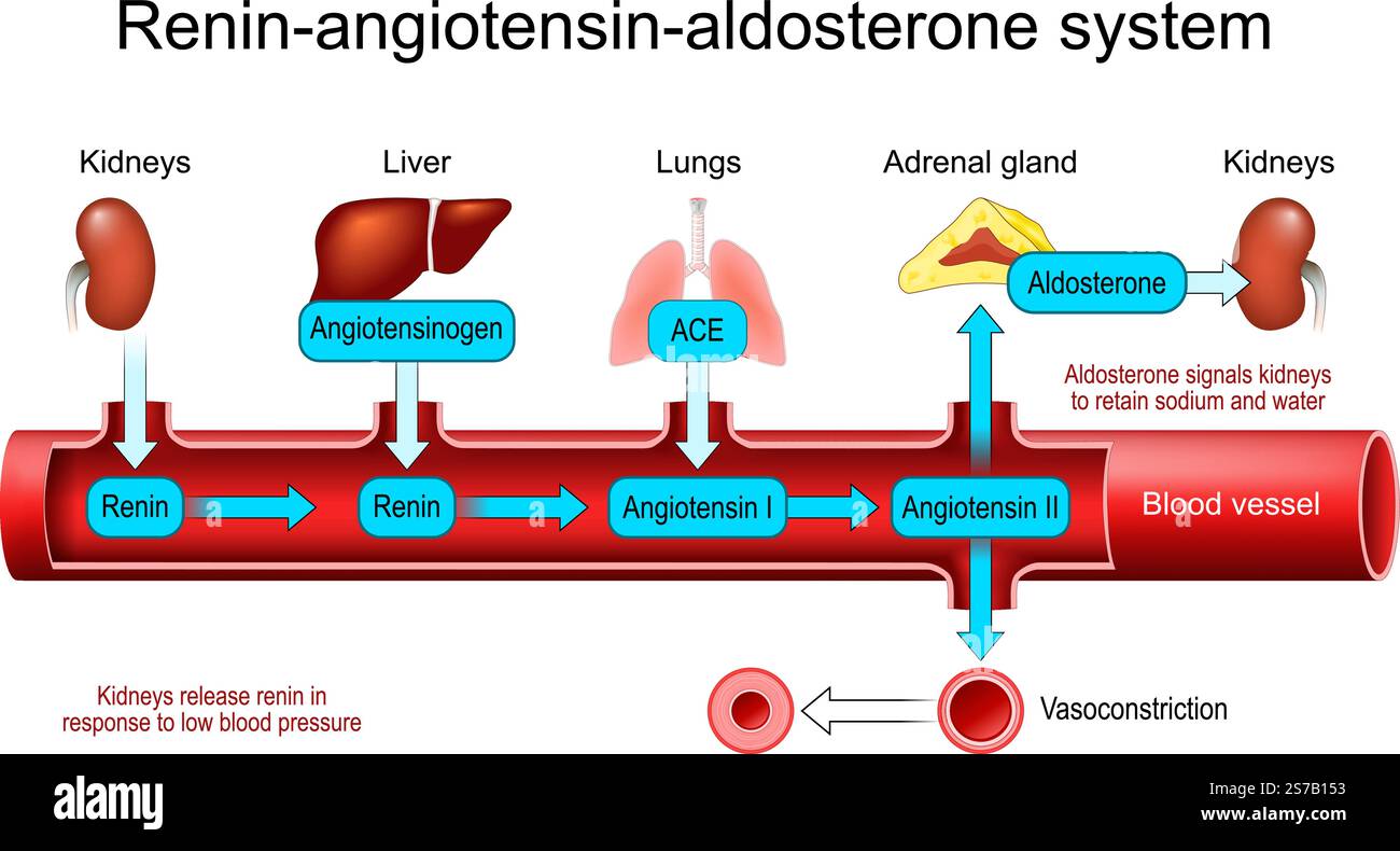 Renin Angiotensin Aldosterone System. RAAS regulation. Blood pressure control. homeostasis ...