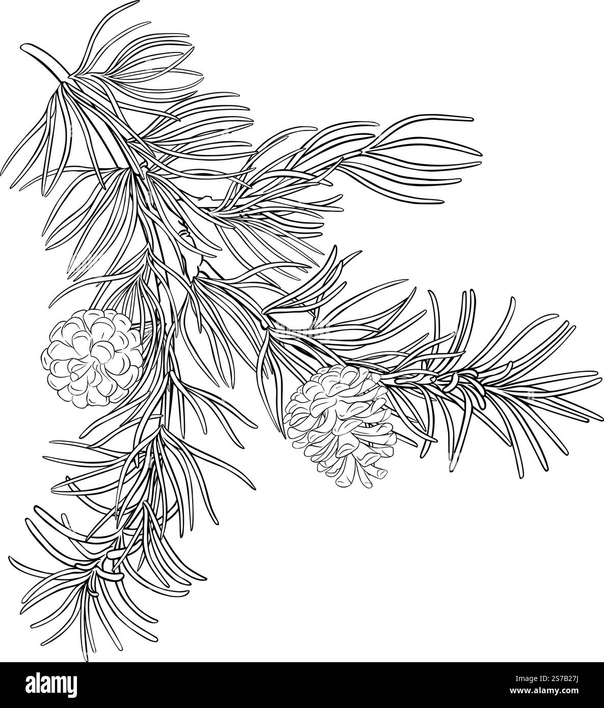 Pine Branch with Cones and Needles Outline Illustration. Organic ...