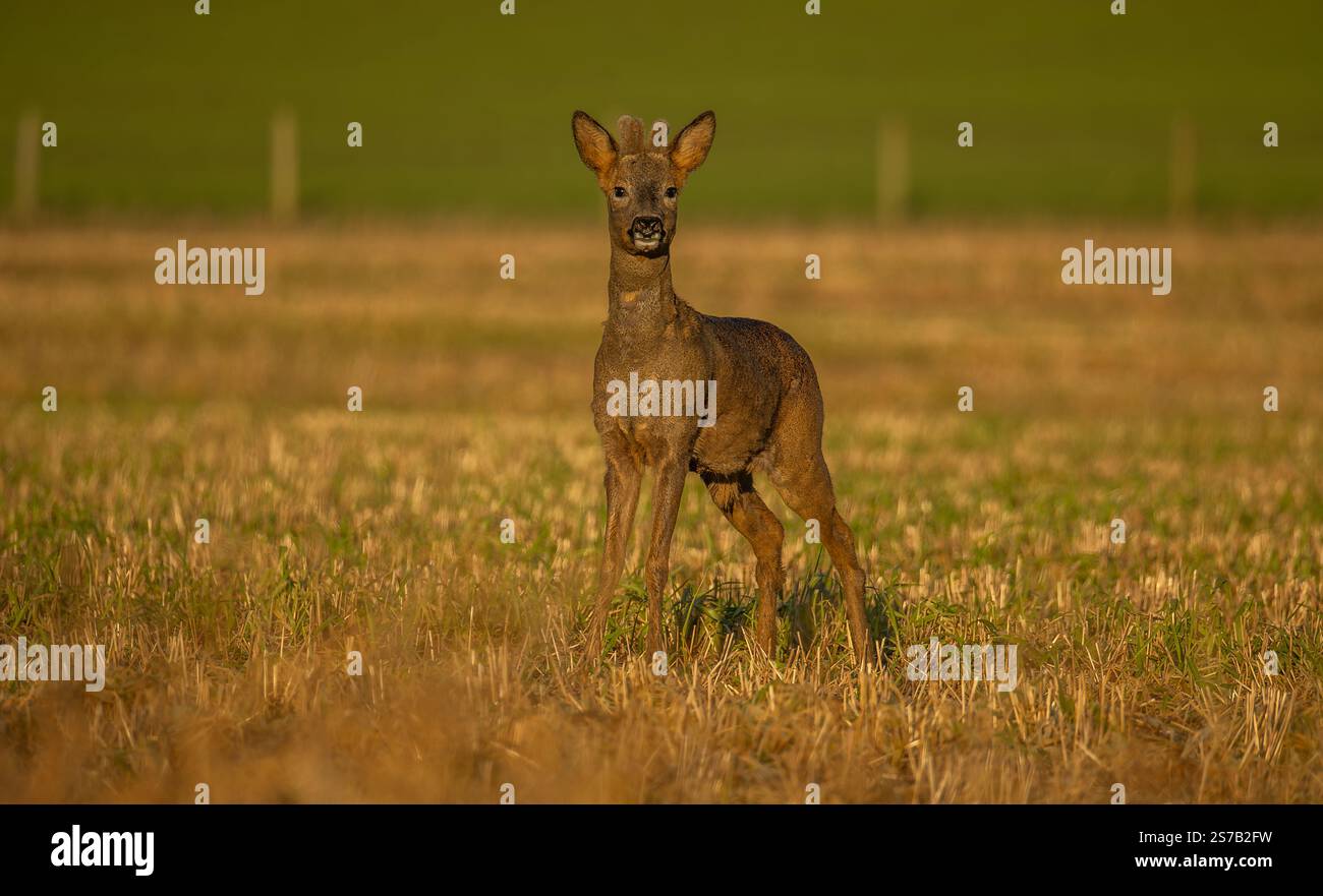 Roe deer captured in grass winter light hi-res stock photography and ...