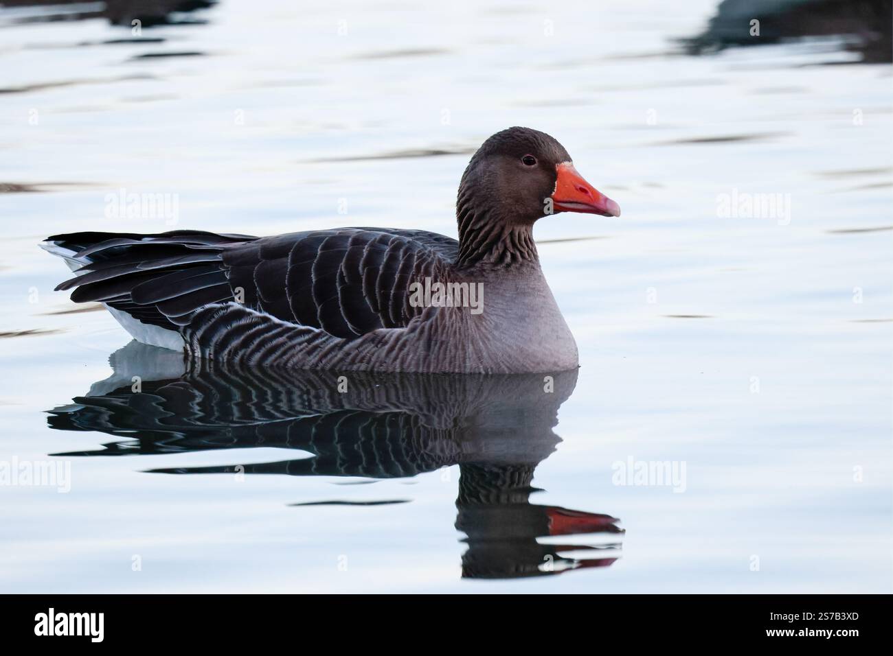 Barred plumage on belly hi-res stock photography and images - Alamy