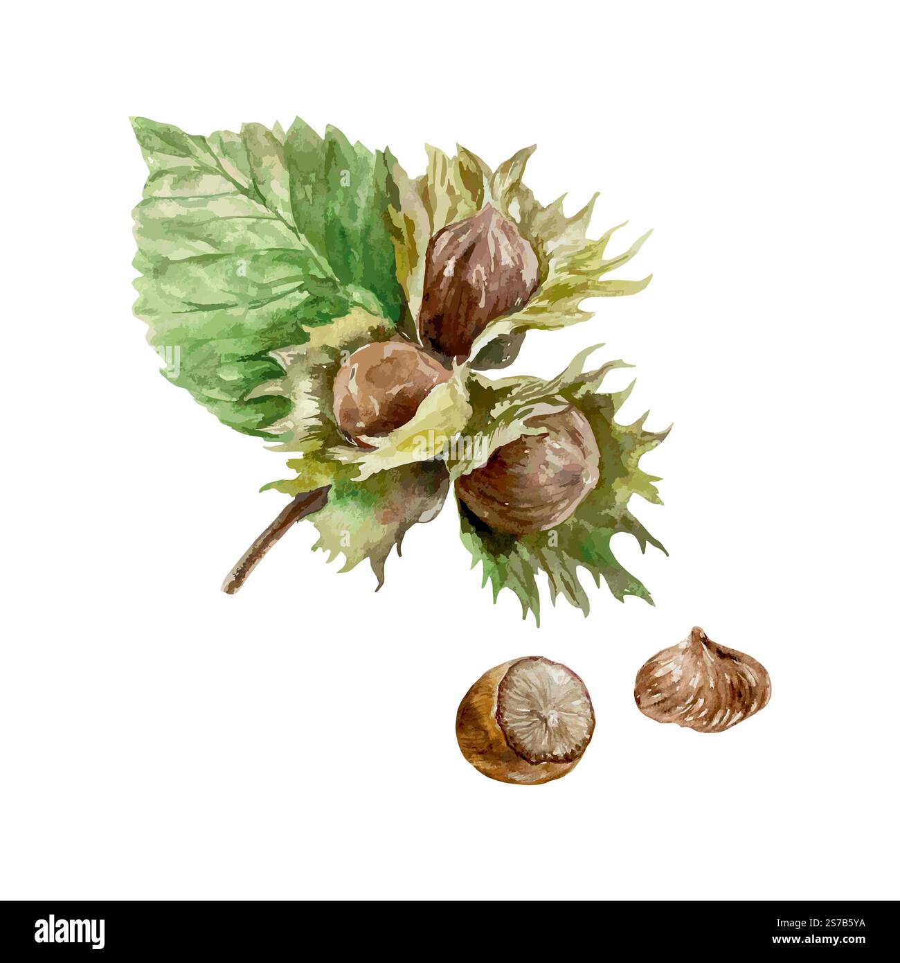Hazelnut on a branch and fruit in a shell and kernel, watercolor. Hand ...