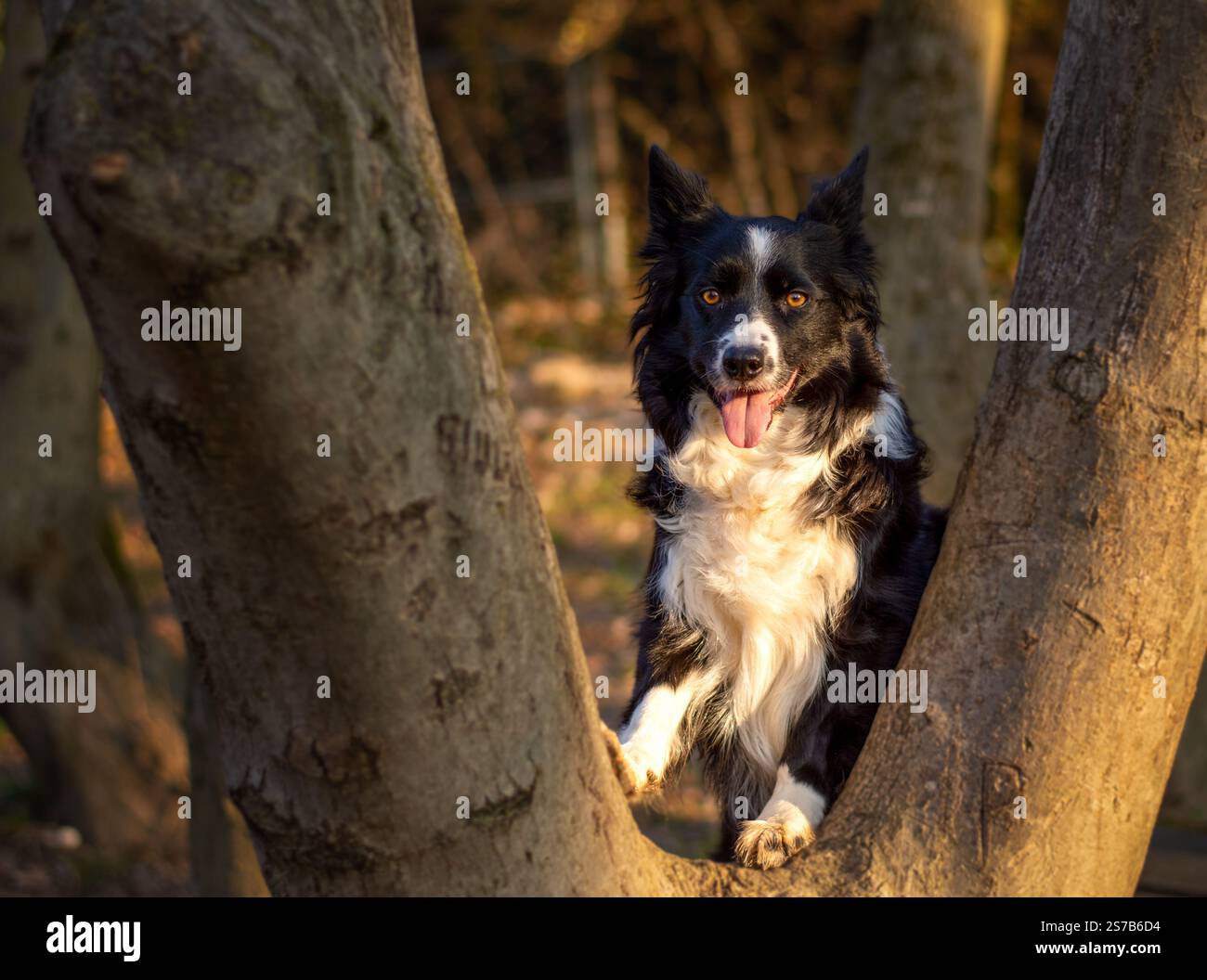 Border Collie dog with black and white fur standing between two tree ...