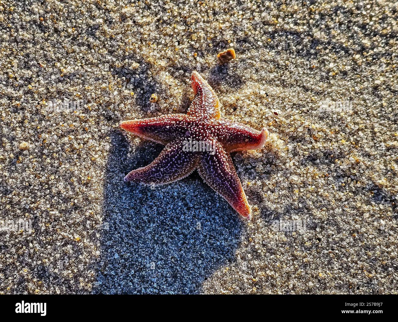 Weststrand auf Sylt. Meer, Dünen, Strand und Bohlenwege im Sonnenlicht ...