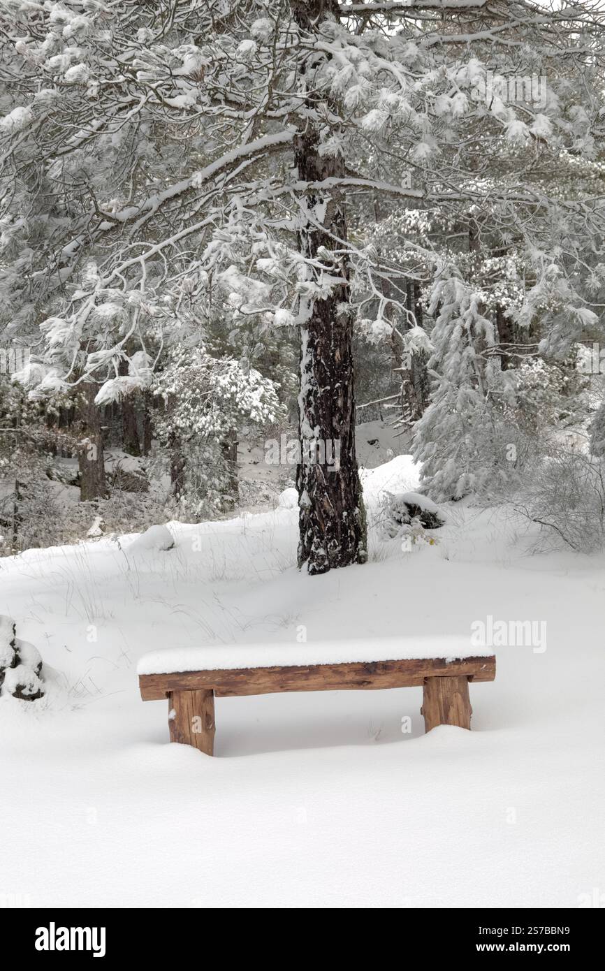 snowy bench under pine tree in Etna Park, Sicily, Italy Stock Photo - Alamy