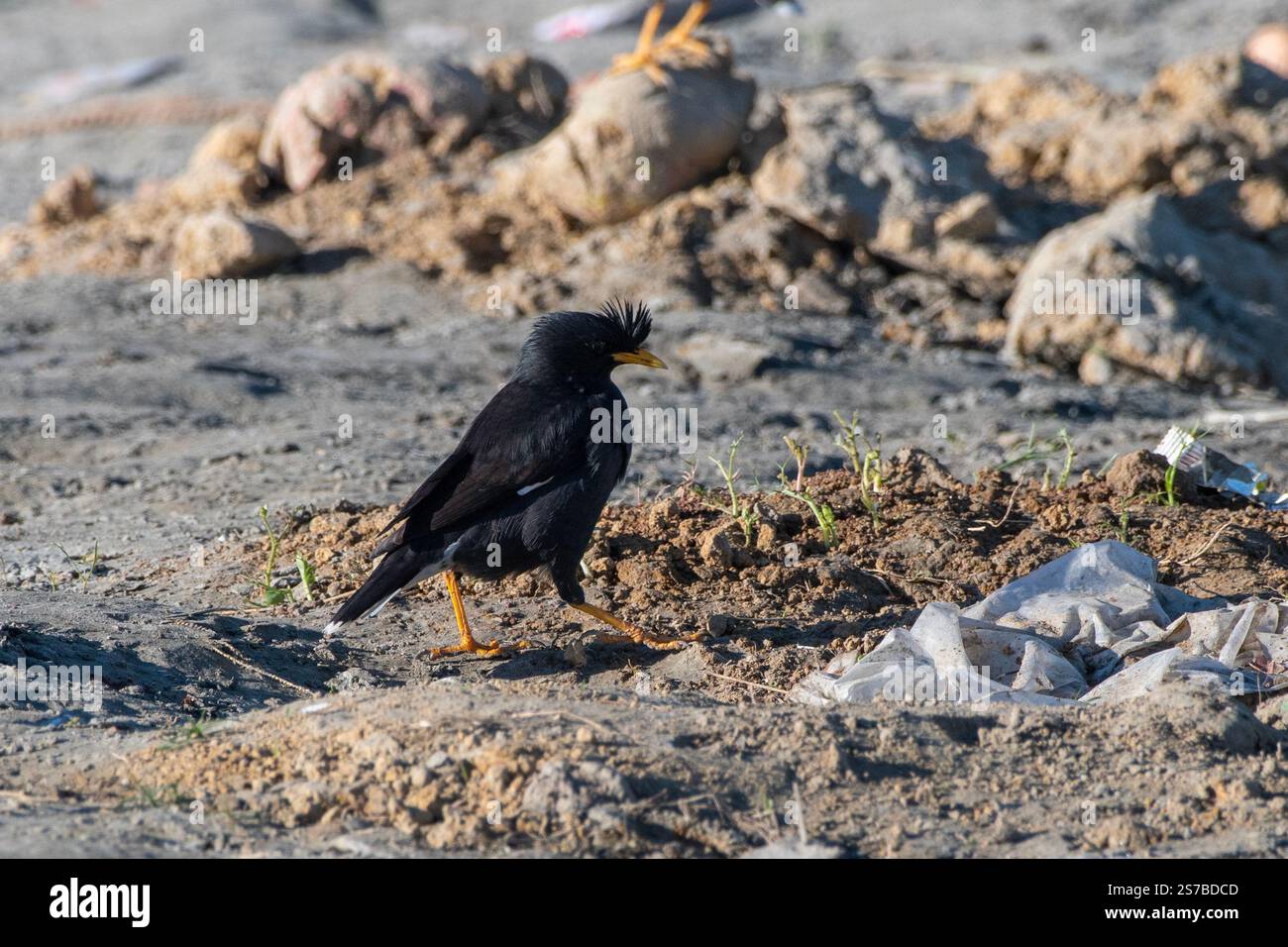 great myna or Acridotheres grandis or white-vented myna in Dehing ...