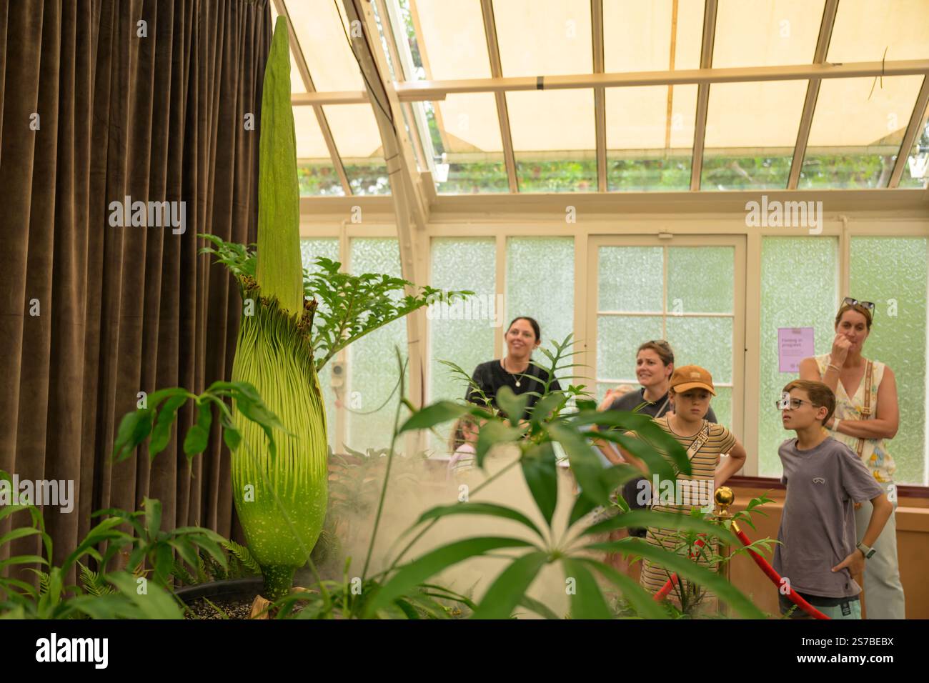 Visitors seen taking photos of the Corpse Flower before it's blossom at ...