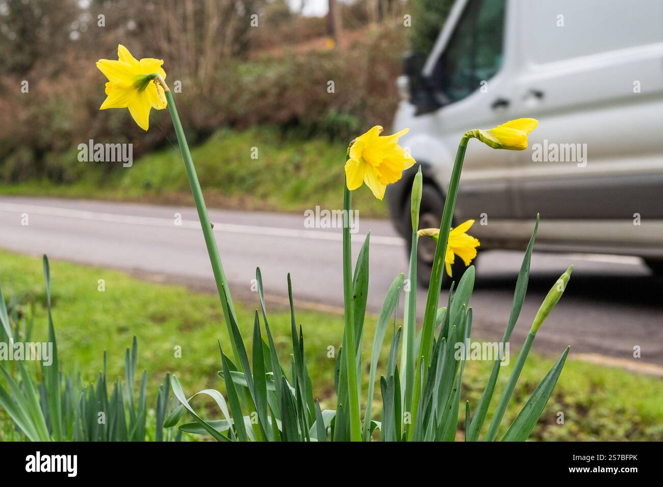 Connonagh, West Cork, Ireland. 18th Jan, 2024. Daffodils were blooming ...