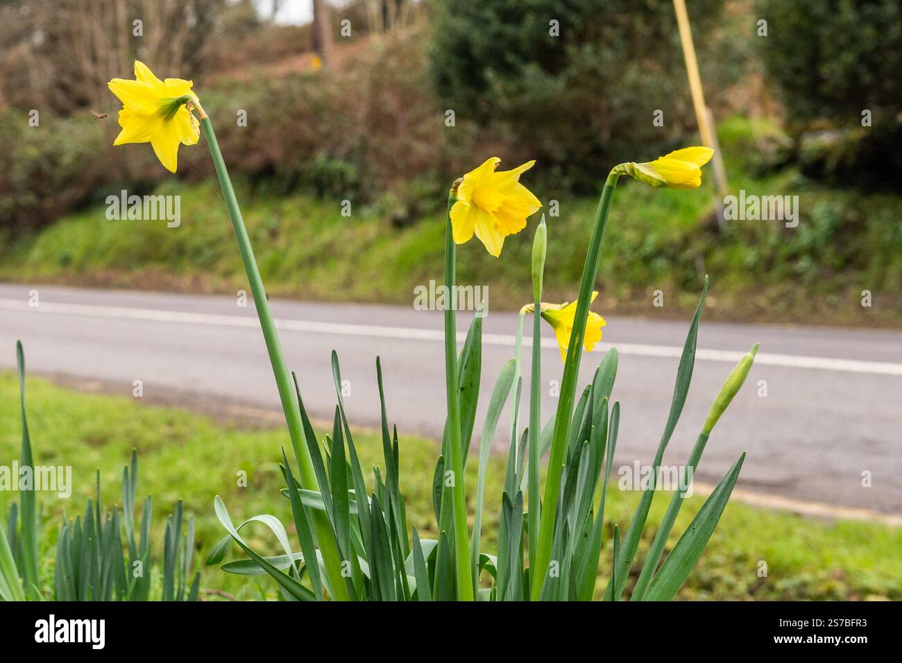 Connonagh, West Cork, Ireland. 18th Jan, 2024. Daffodils were blooming ...