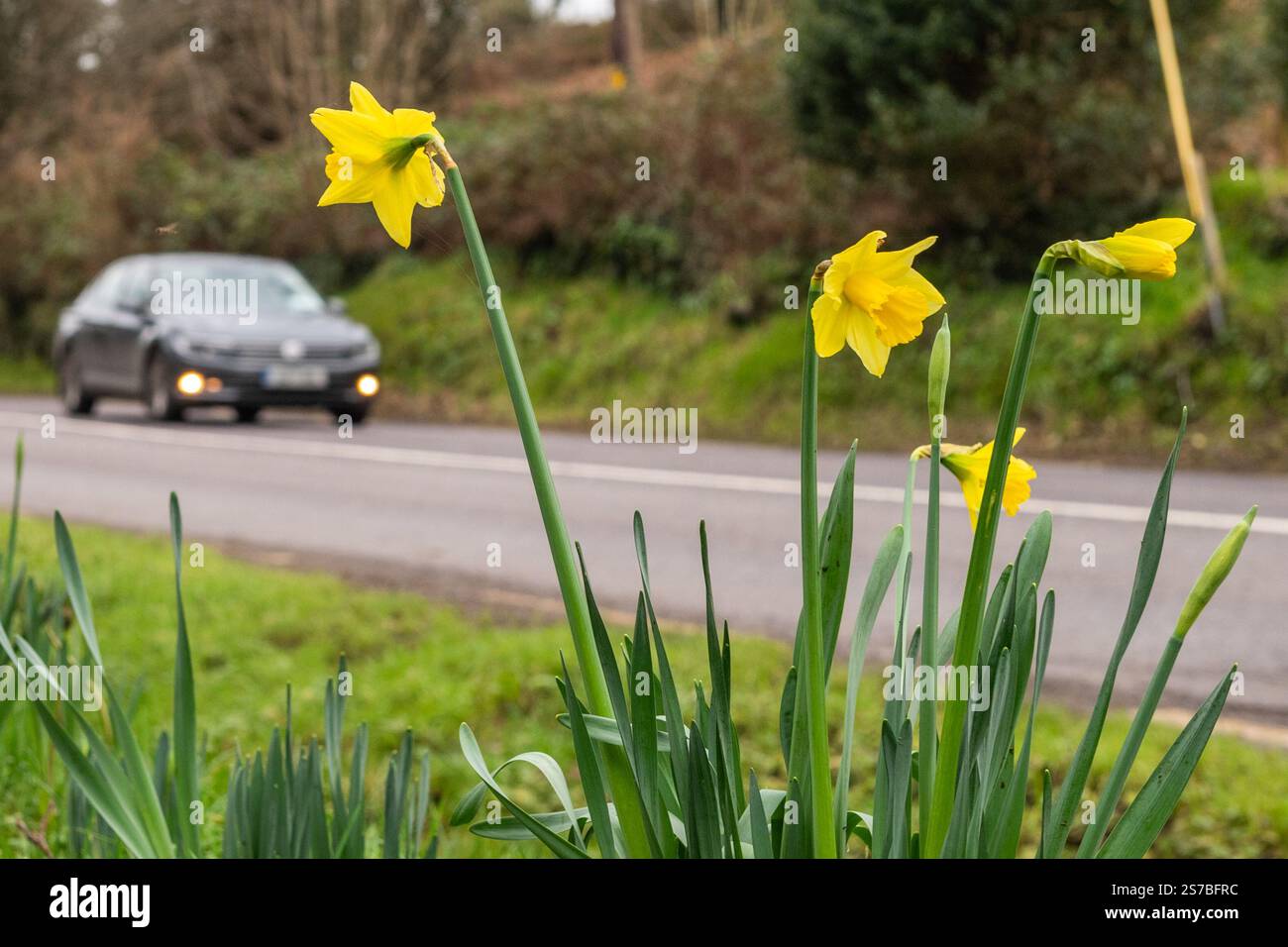 Connonagh, West Cork, Ireland. 18th Jan, 2024. Daffodils were blooming ...