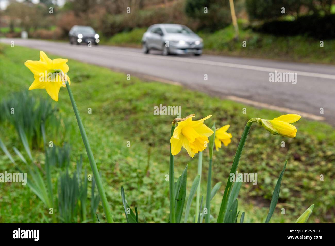 Connonagh, West Cork, Ireland. 18th Jan, 2024. Daffodils were blooming ...