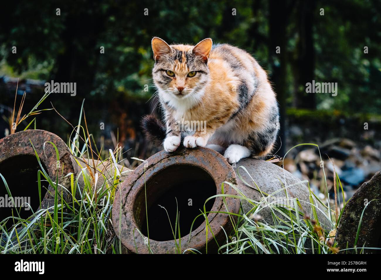 Curious calico cat perched on an ancient qvevri in Ikalto, Kakheti ...