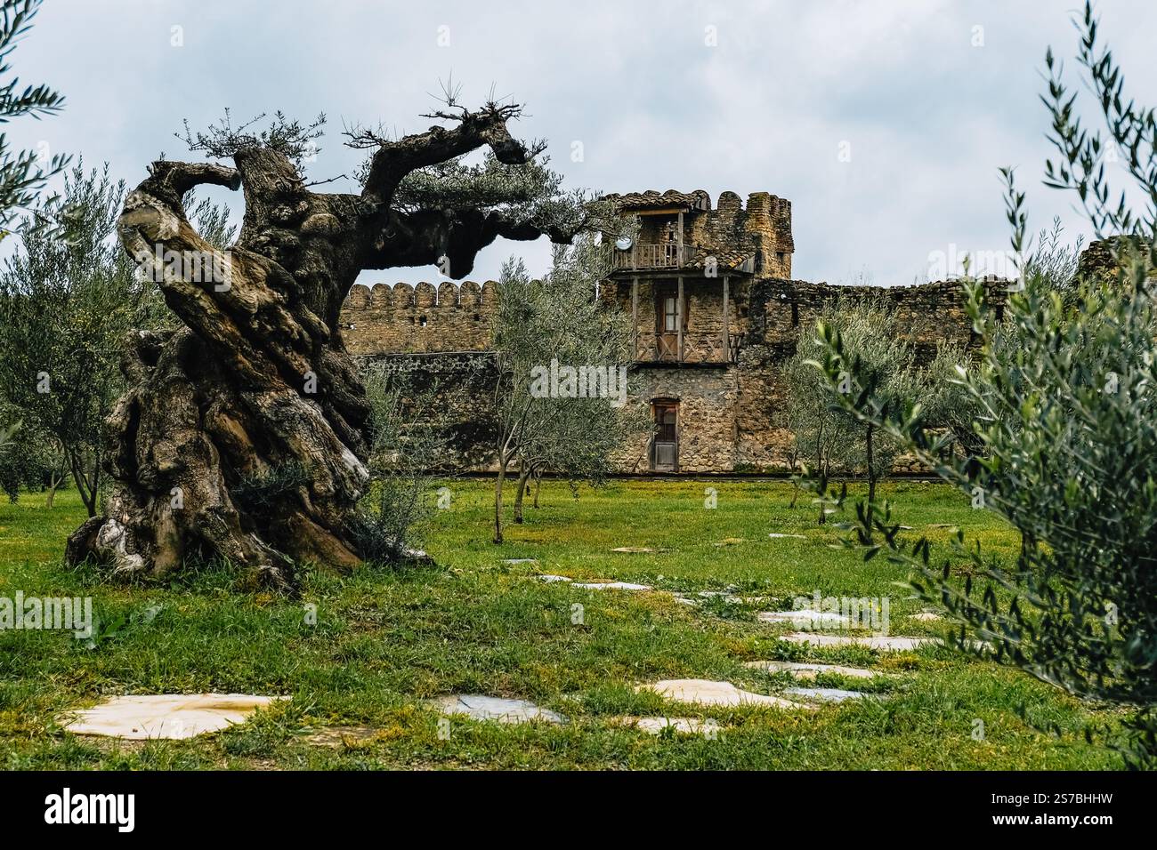 Ancient olive tree and medieval stone walls of Alaverdi Monastery in ...