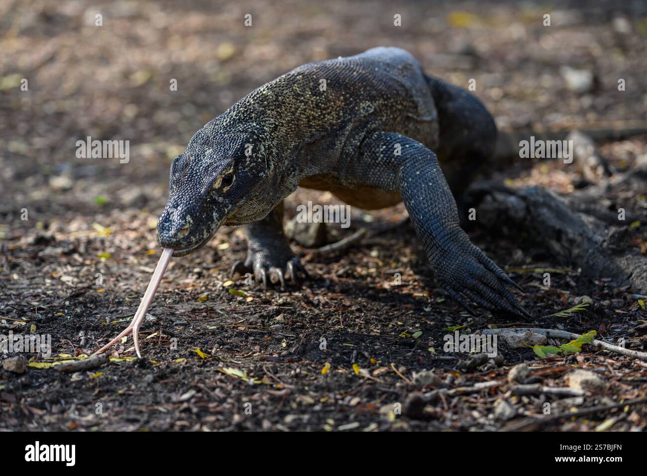 Komodo Dragon or Monitor Lizard Walking with Tongue Sticking Out on ...