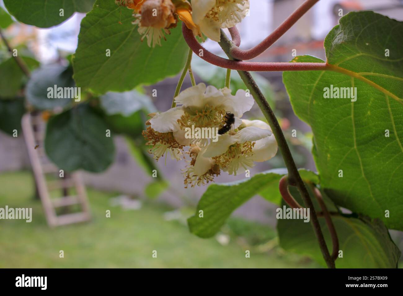 The Journey of Kiwi Tree Flowers Stock Photo - Alamy