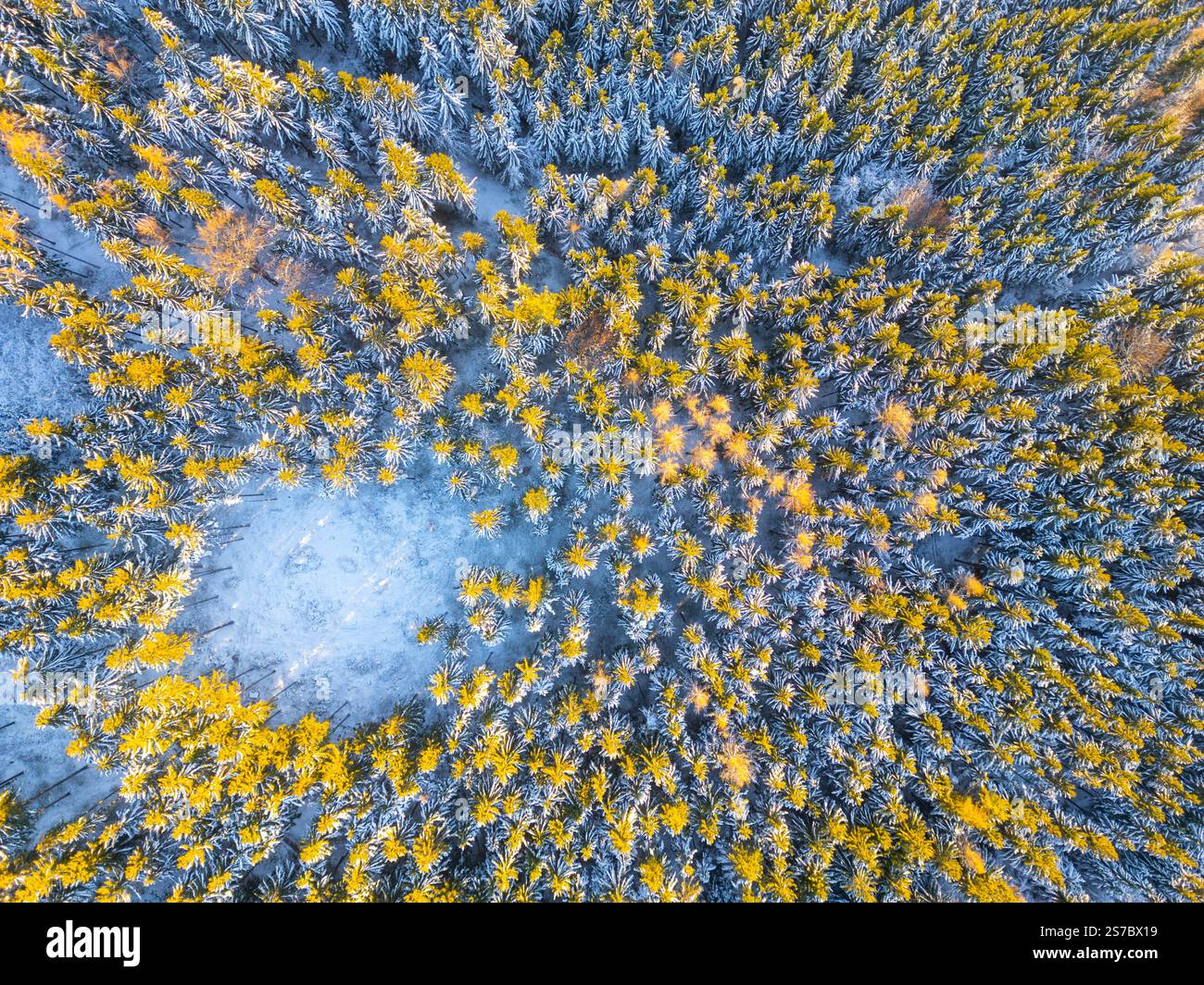 Aerial view of a winter forest with snow-covered ground and yellow ...
