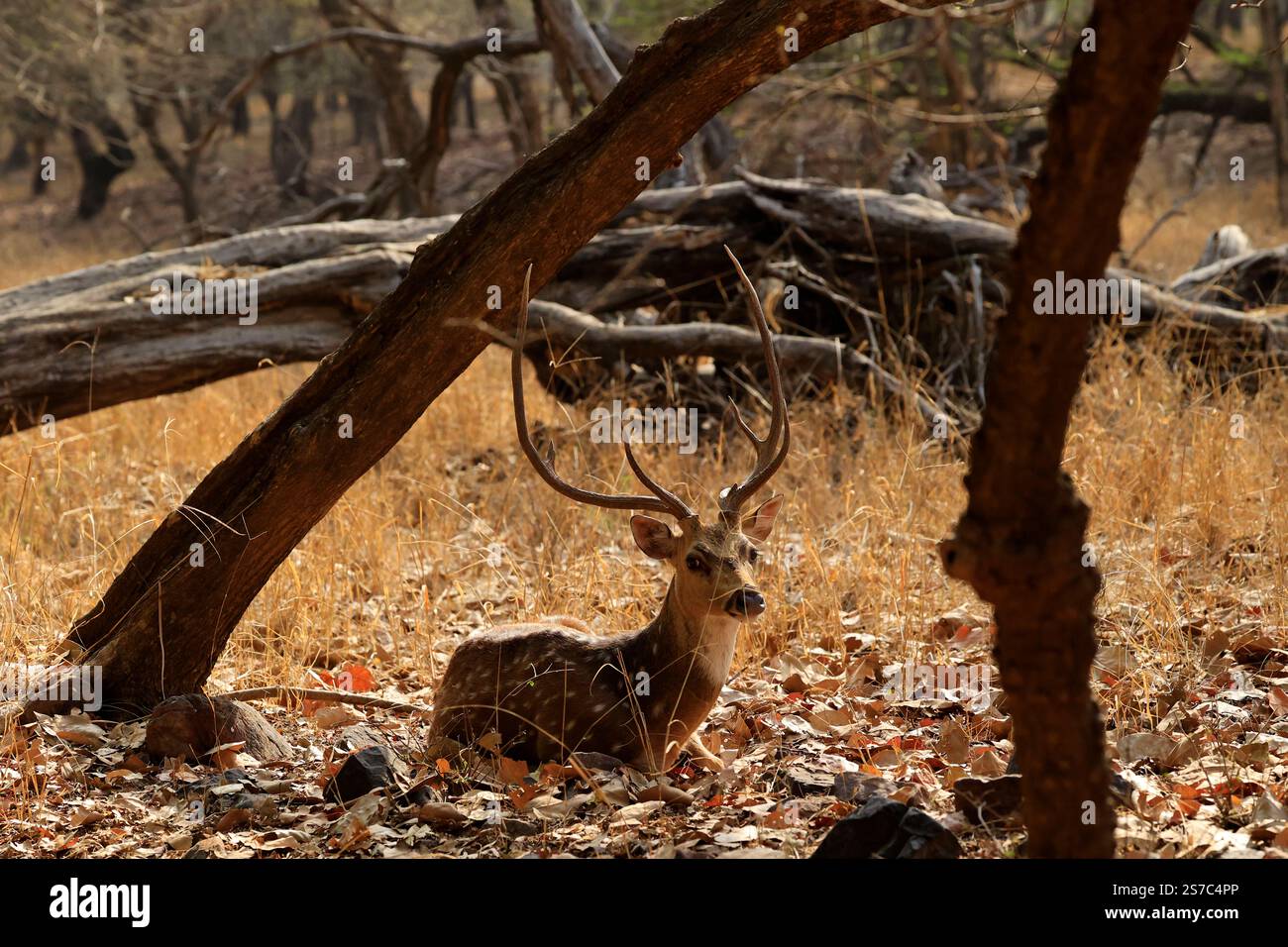 Beautiful Deer species seen on safari in India Stock Photo - Alamy