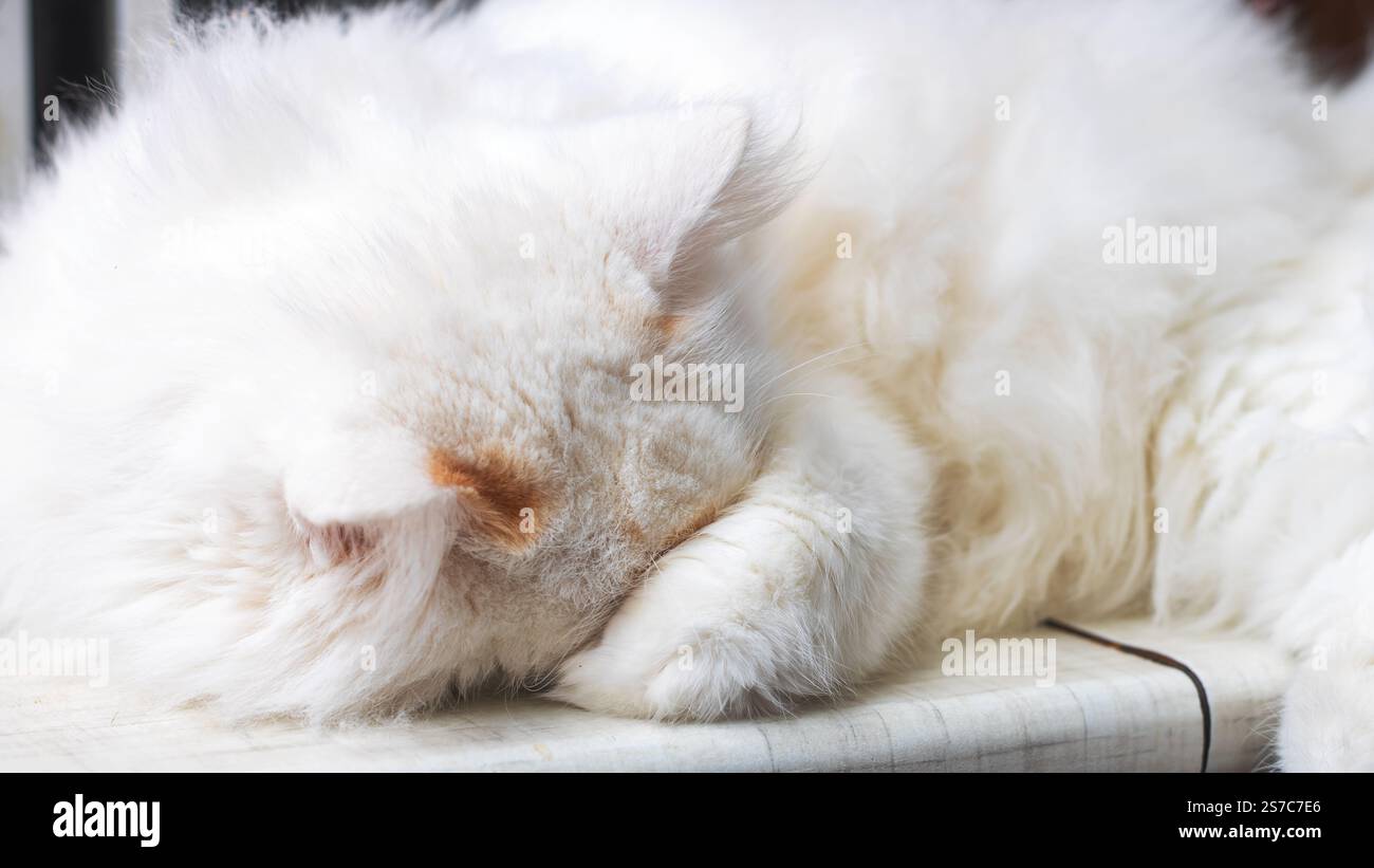 A fluffy, pure white cat curls up cozy on a kitchen countertop ...