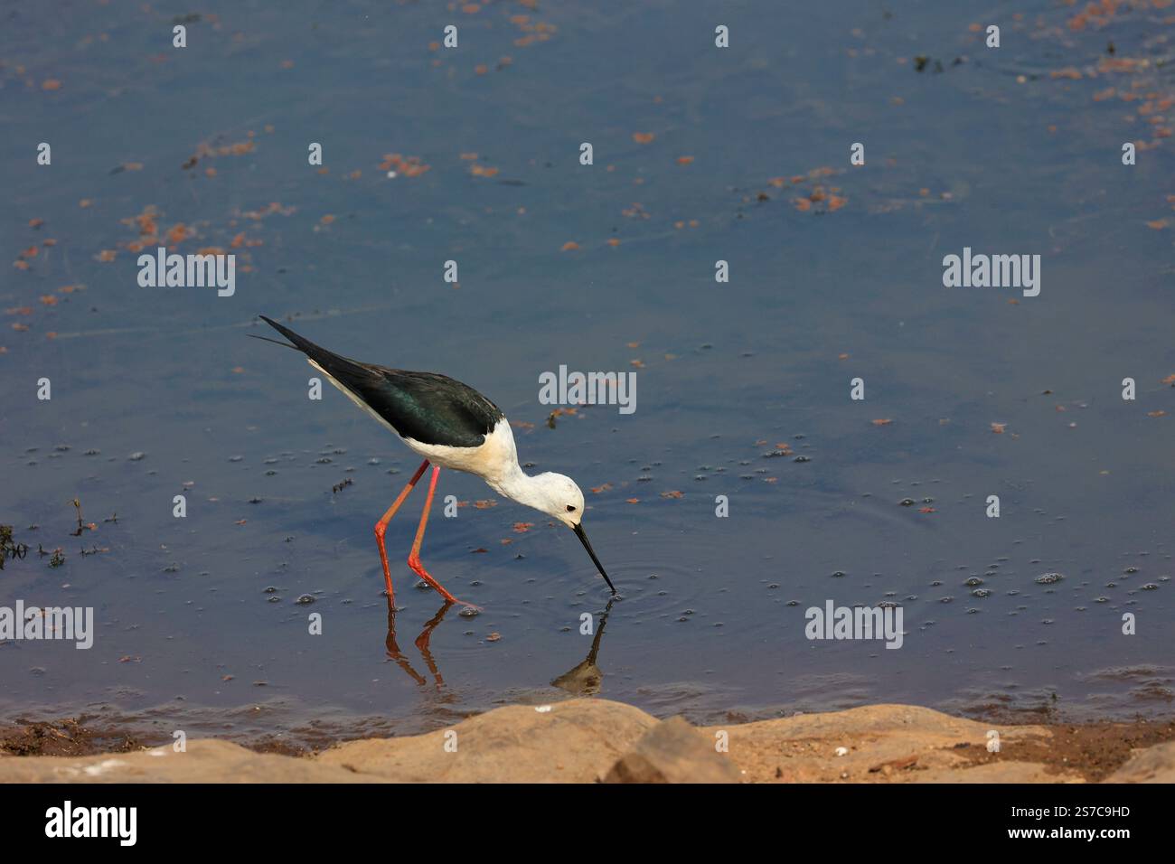 The magnificent bird life of Northern India Stock Photo - Alamy