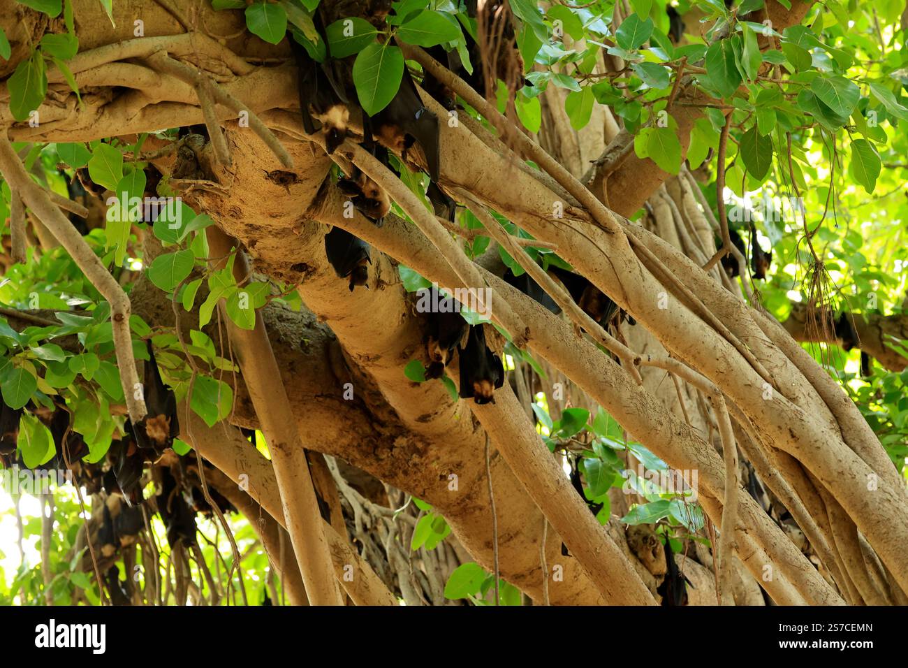 A colony at roost, the Indian Flying Fox One of the largest bats in the ...