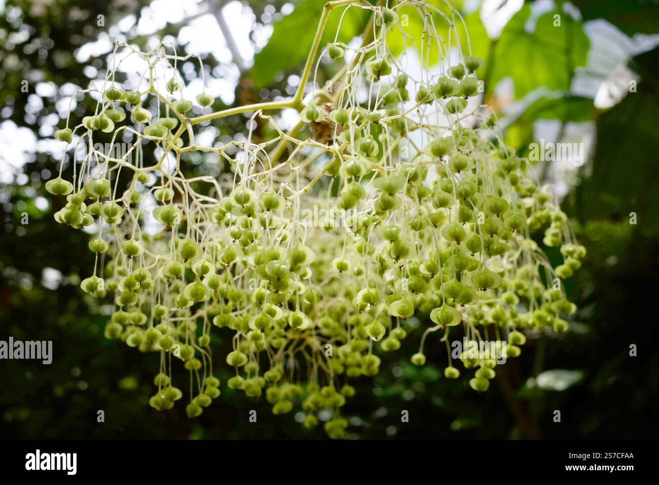Begonia parviflora plant seeds in Zurich Botanical Garden Stock Photo ...