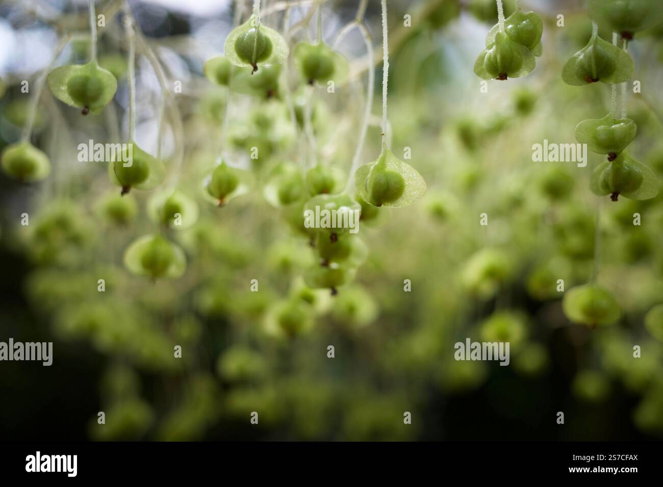 Begonia parviflora plant seeds in Zurich Botanical Garden Stock Photo ...