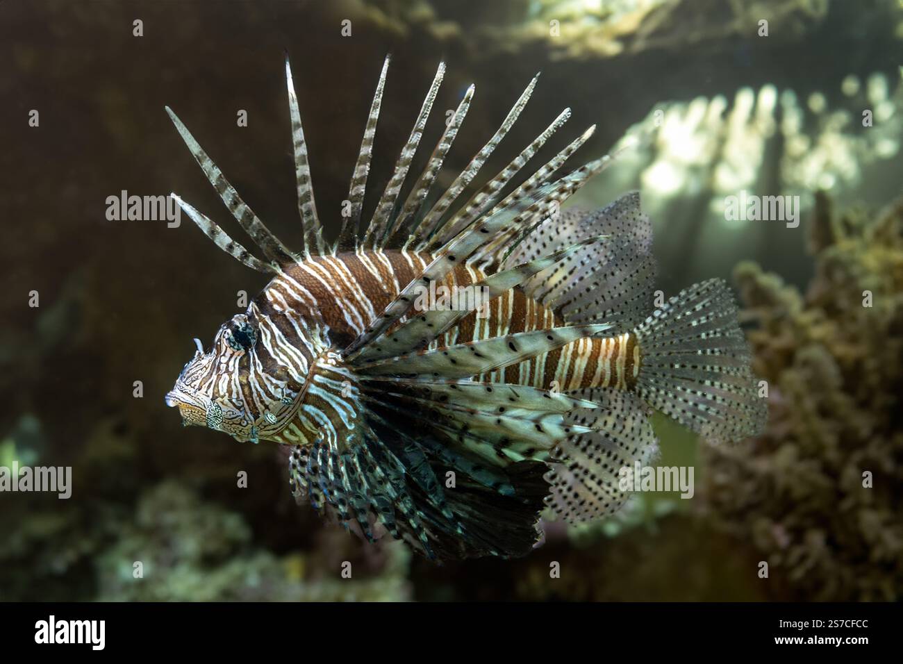 Dendrochiru hi-res stock photography and images - Alamy