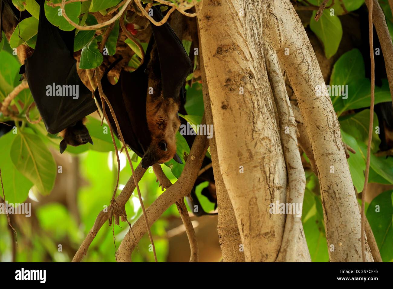 A colony at roost, the Indian Flying Fox One of the largest bats in the ...